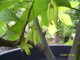 Ayo berkebun: Mencegah Rontok Bunga Srikaya Jumbo