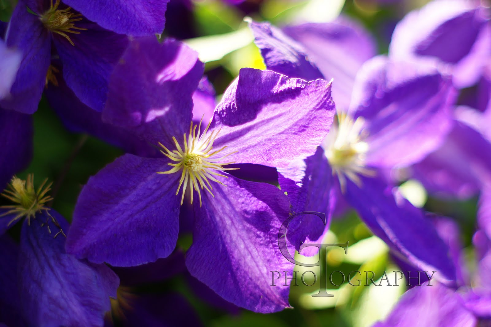 GT Imagery: Nature & Flowers