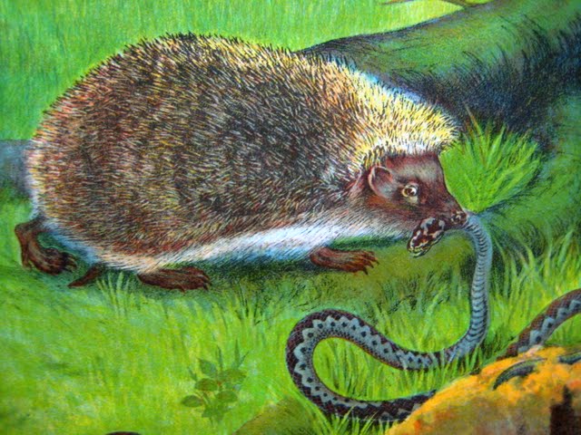 Kolmebeen blogi: Siili