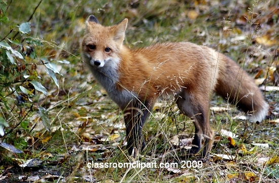Kolmebeen blogi: Kettu