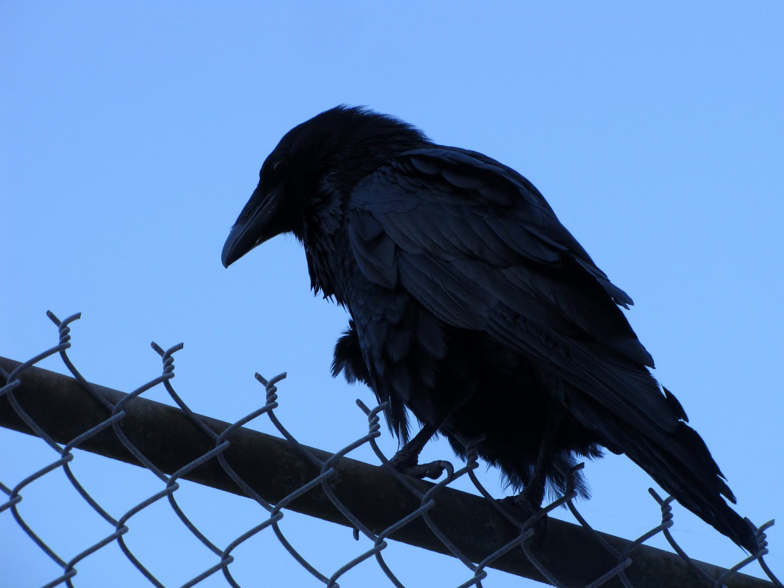 MAGANRORD: Raven male defends his young; raven female is... where?
