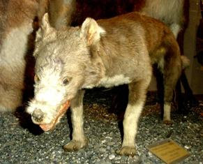 Fuegian dog - Alchetron, The Free Social Encyclopedia