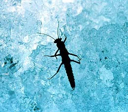 "Patagonian Dragon" the Andiperla willinki | Patagonian monsters