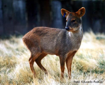 Pudu Pudu - World's smallest deer | Patagonian monsters