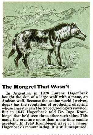 Andean Wolf - Classic | Patagonian monsters