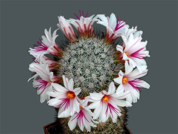The most beautiful cactus flower. | World of fun