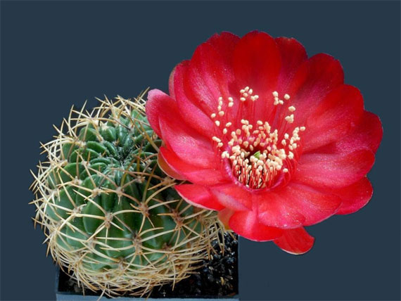 The most beautiful cactus flower. | World of fun