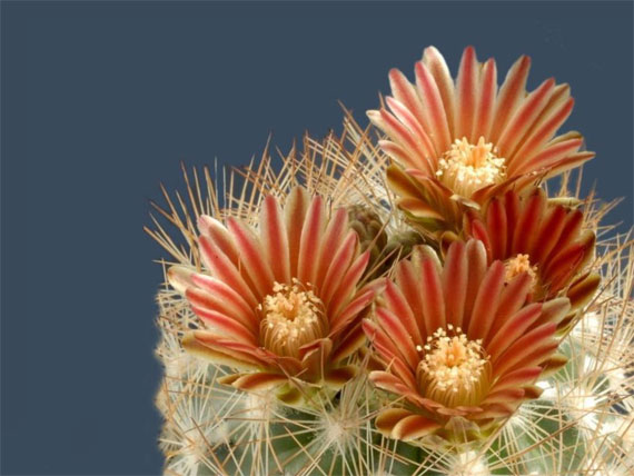 The most beautiful cactus flower. | World of fun