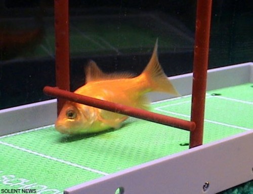 Kata Pati: The World's Most Intelligent Goldfish