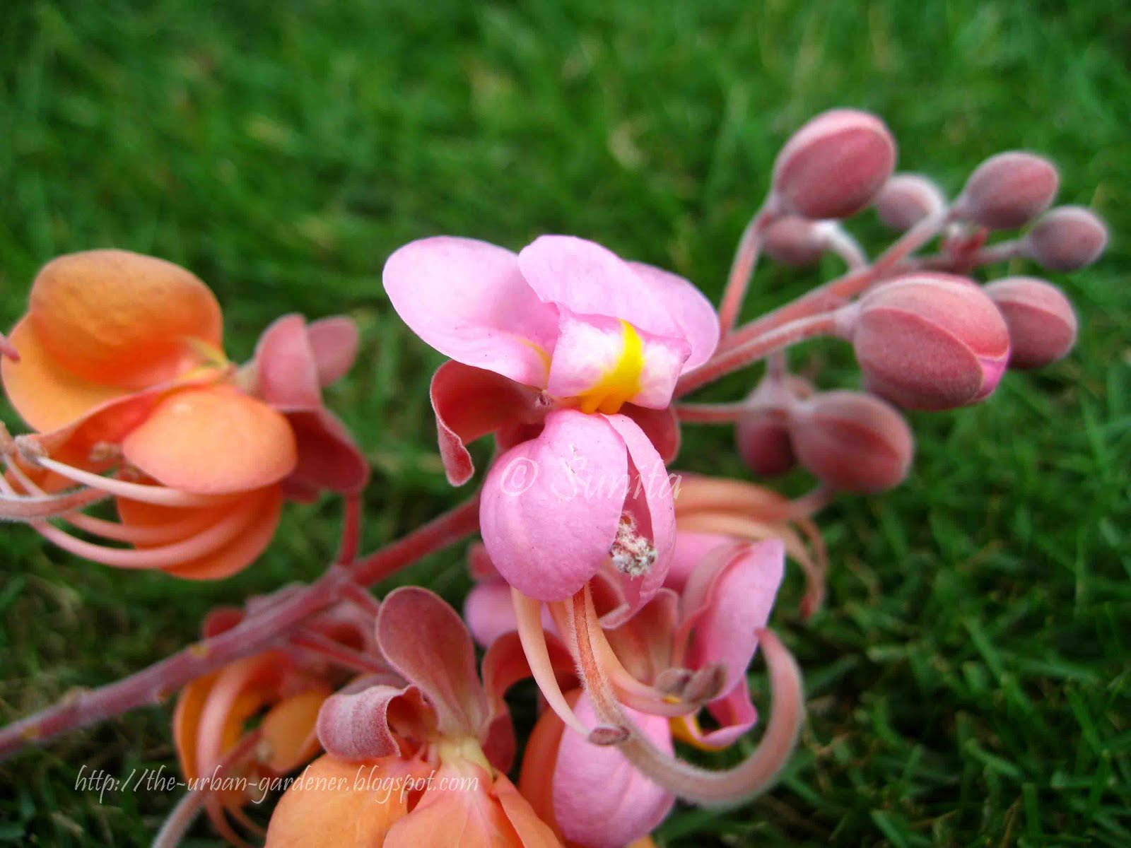 The Urban Gardener: Summer sherbet : Mumbai's flowering trees