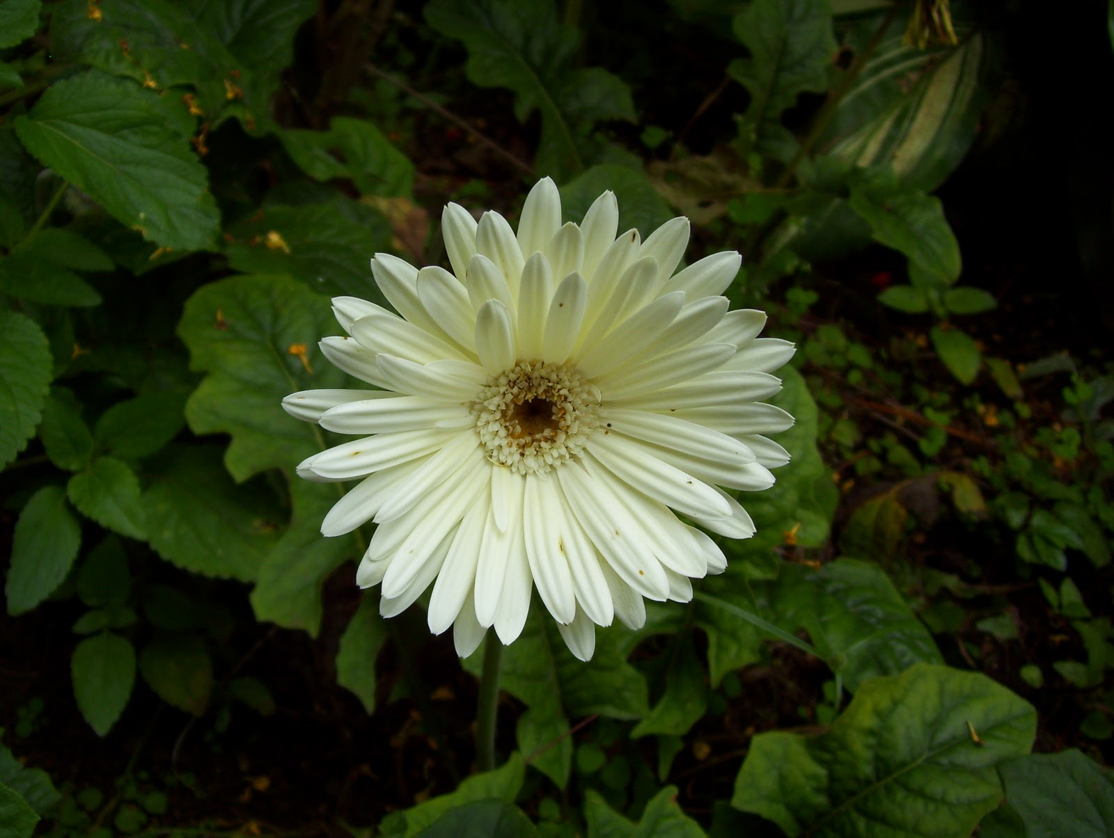 Danny in Cameroon: Fauna and Flora