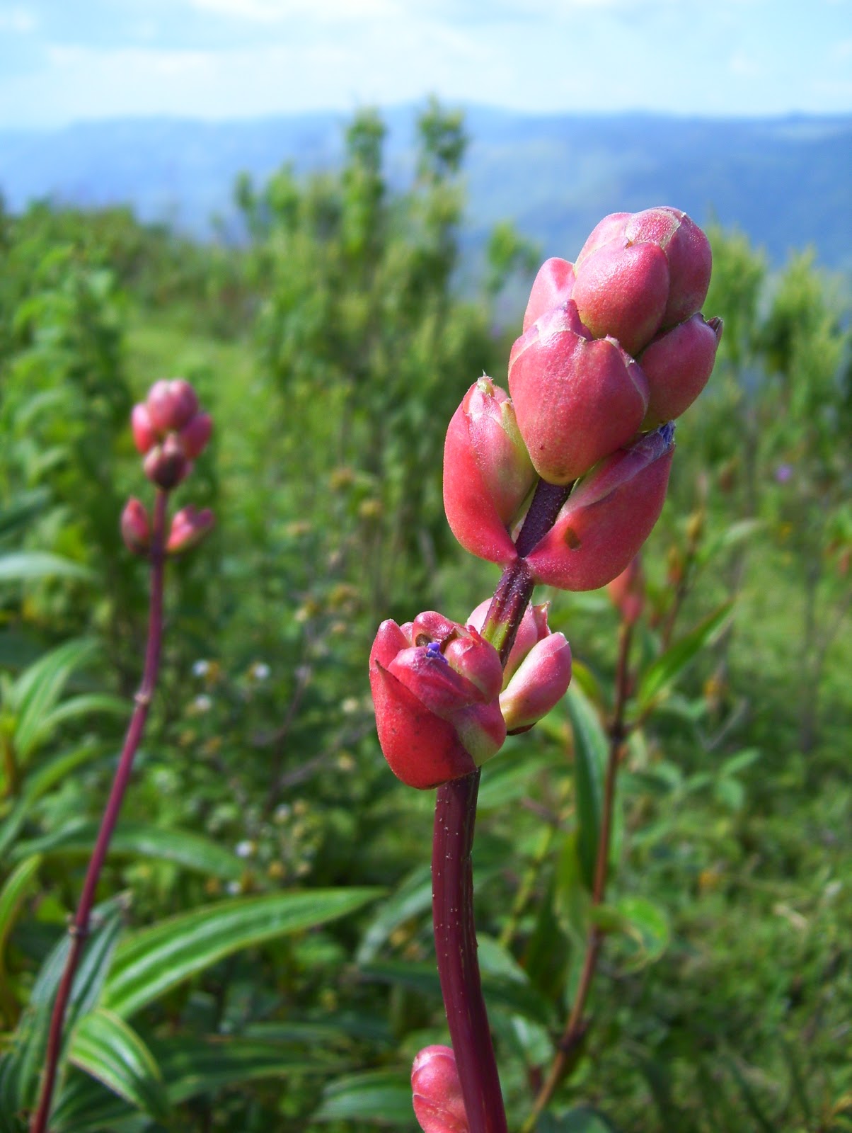 Danny in Cameroon: Fauna and Flora