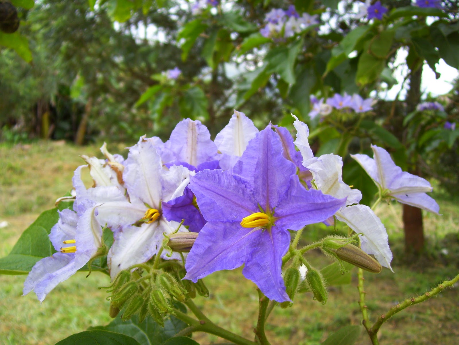 Danny in Cameroon: Fauna and Flora