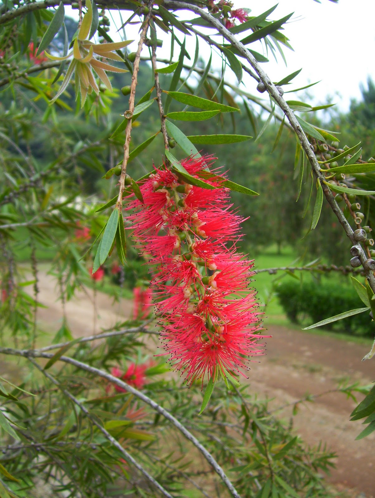 Danny in Cameroon: Fauna and Flora