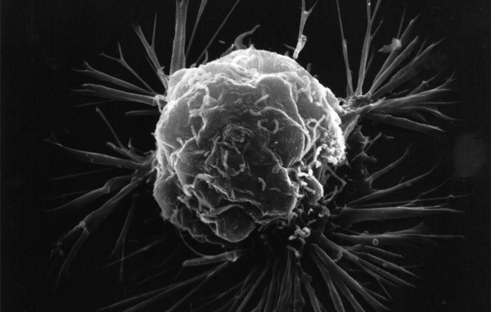 Smith's Science: The cell....