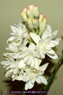 La posturi !: TUBEROZE (Polianthes Tuberosa), Chiparoase