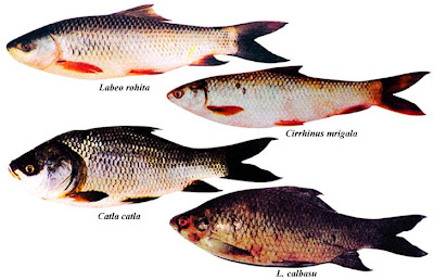 World wide picture: Bangladeshi fish