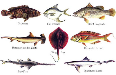 World wide picture: Bangladeshi fish