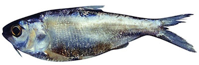 World wide picture: Bangladeshi fish, Fali Chanda, pampus argenteus ...