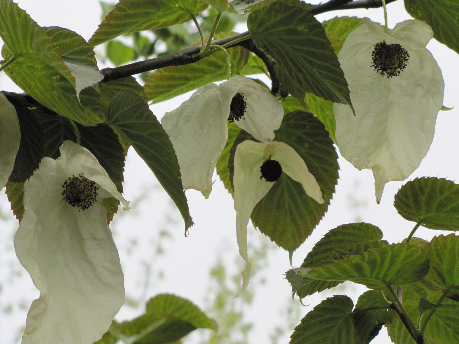 Voice In The Garden: Davidia involucrata