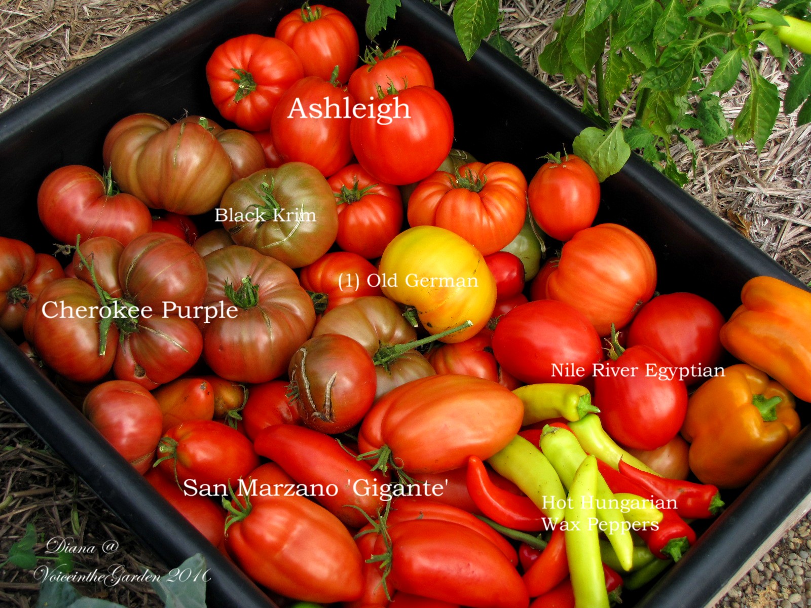 Voice In The Garden: September Harvest and Heirloom Tomatoes