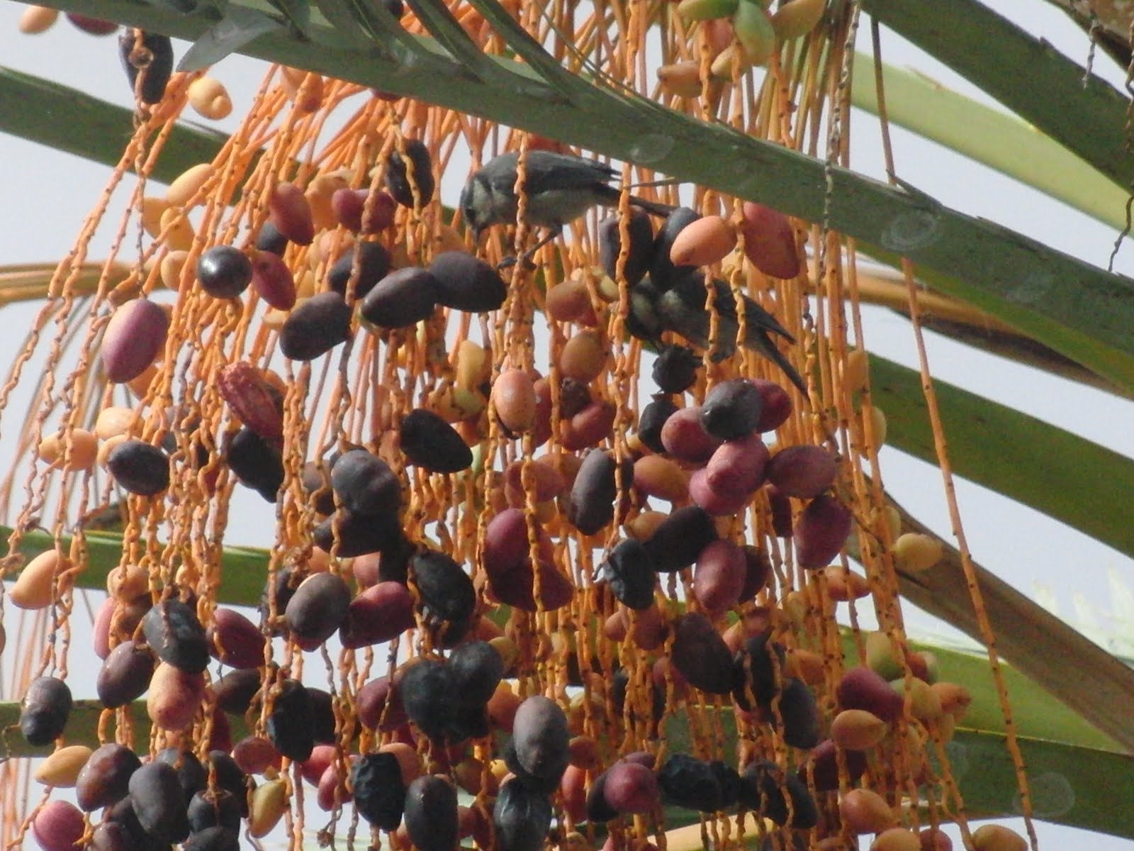CANARIAS: HISTORIAS NATURALES.: 110. Dátiles y támaras de Las Palmas de ...