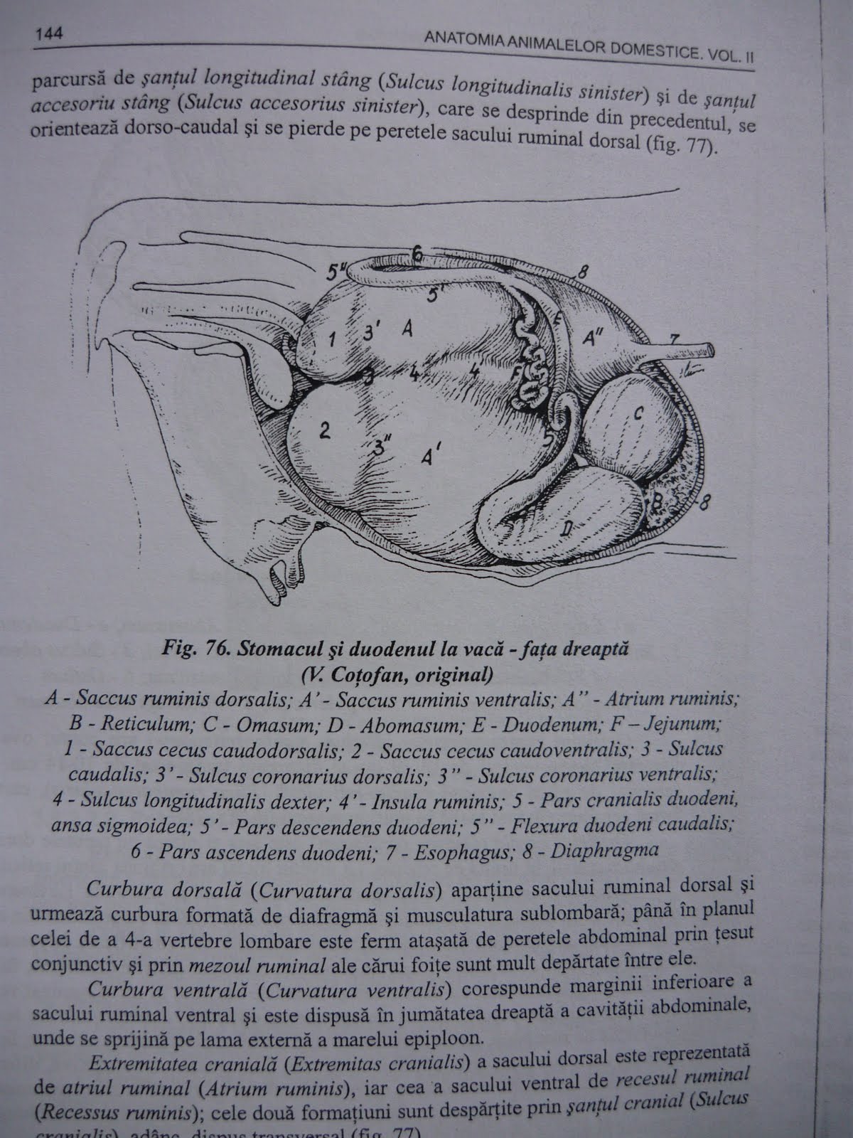 Blogul Facultatea de ZOOTEHNIE USAMV Bucuresti: Desene anatomie Sem II