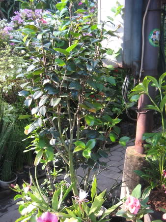 Rare Plant Shop: Dijual Tanaman Langka Cempaka Merah