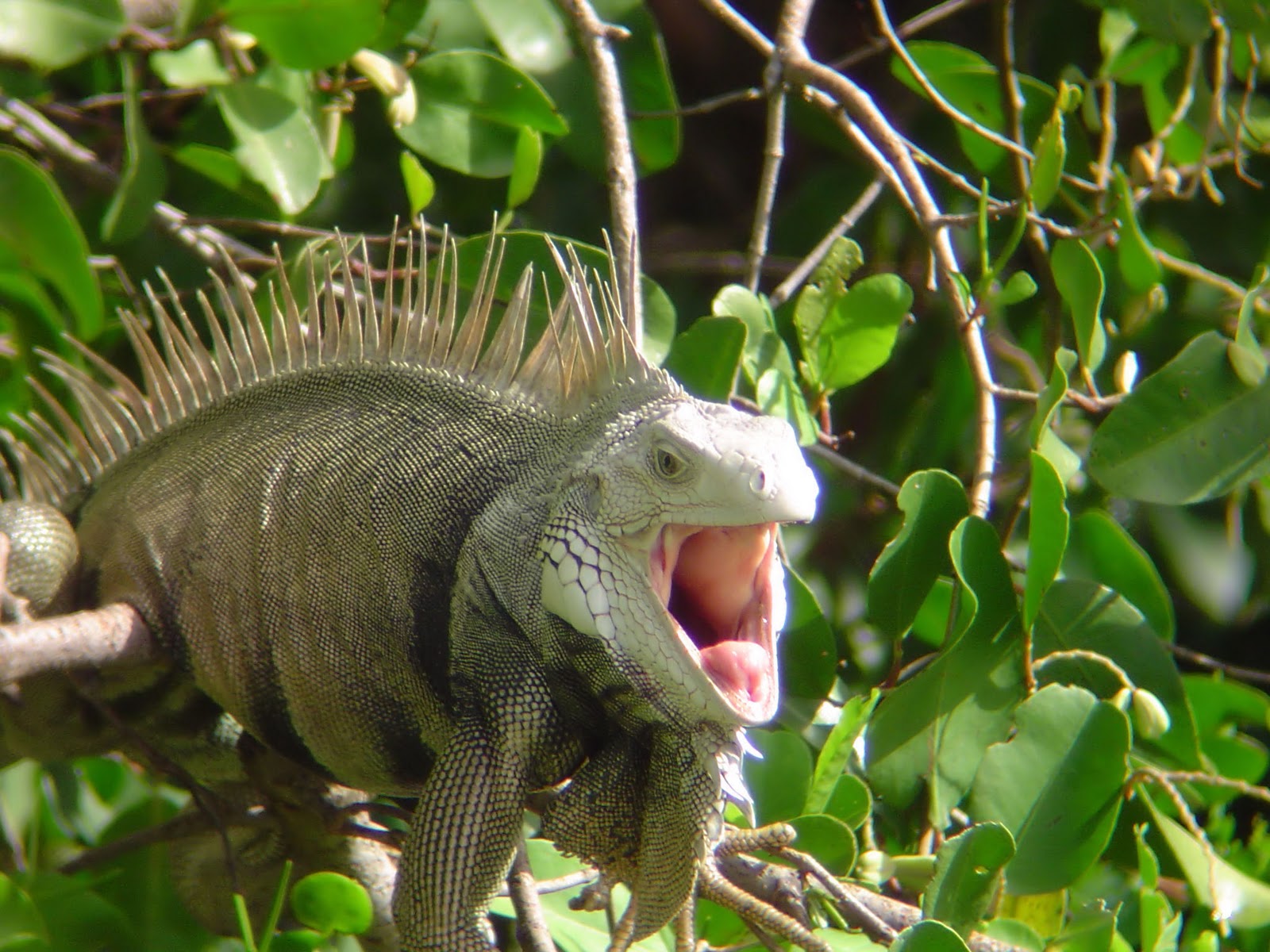 Foto Blog Puerto Rico: Iguana con la boca abierta