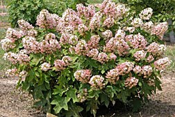 Compact Hydrangeas for Small Gardens