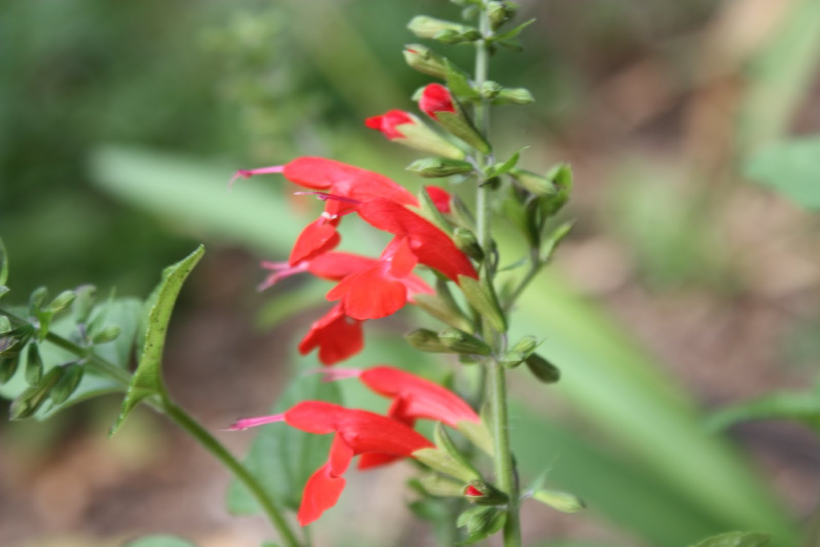 Salvia in Red