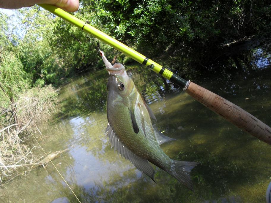 Salado Creek Fisherman