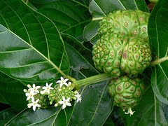 Consejos sobre tratamientos naturales de salud: El Noni