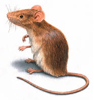 Higiene Atual: UM POUQUINHO SOBRE OS CAMUNDONGOS (Mus musculus)