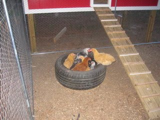 A Taste of the Good Life: Ghetto Chickens