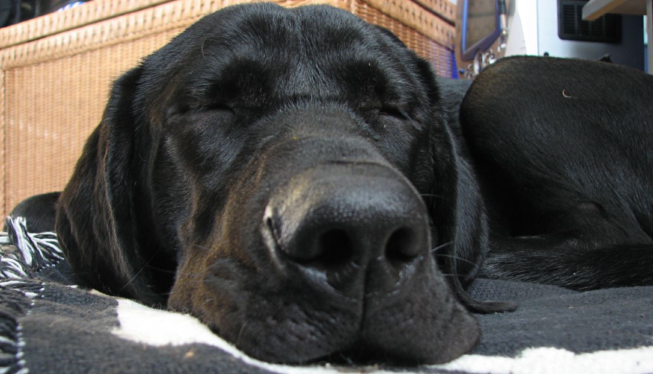 I Started Out As A Child: Family Prayer and Doug the Dog