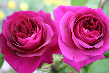 ROSE GARDEN Malevik: klätt om två gamla nollstolar ~ new makeover with ...