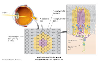 Mach Band Effect: Receptive field of the bipolar cells