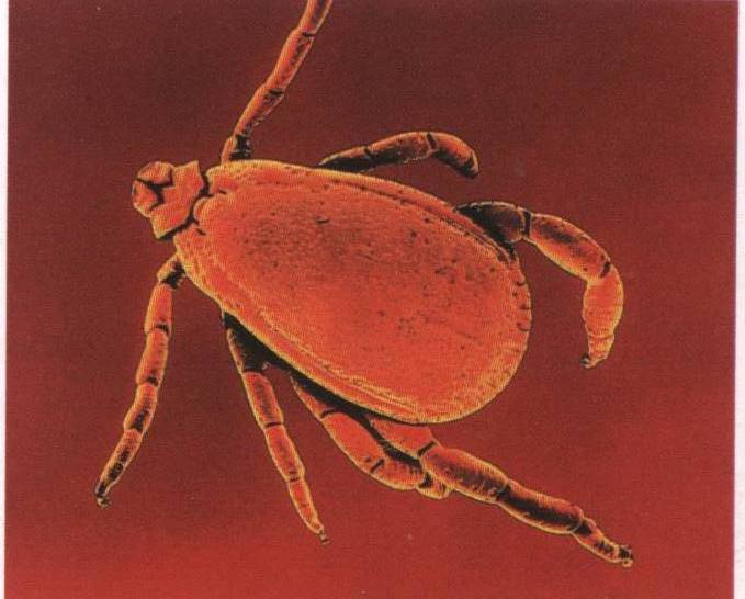 DE BAIXO DE OLHO: ... carraças