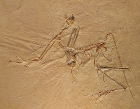 Pakous's Blog: Archaeoptérix: