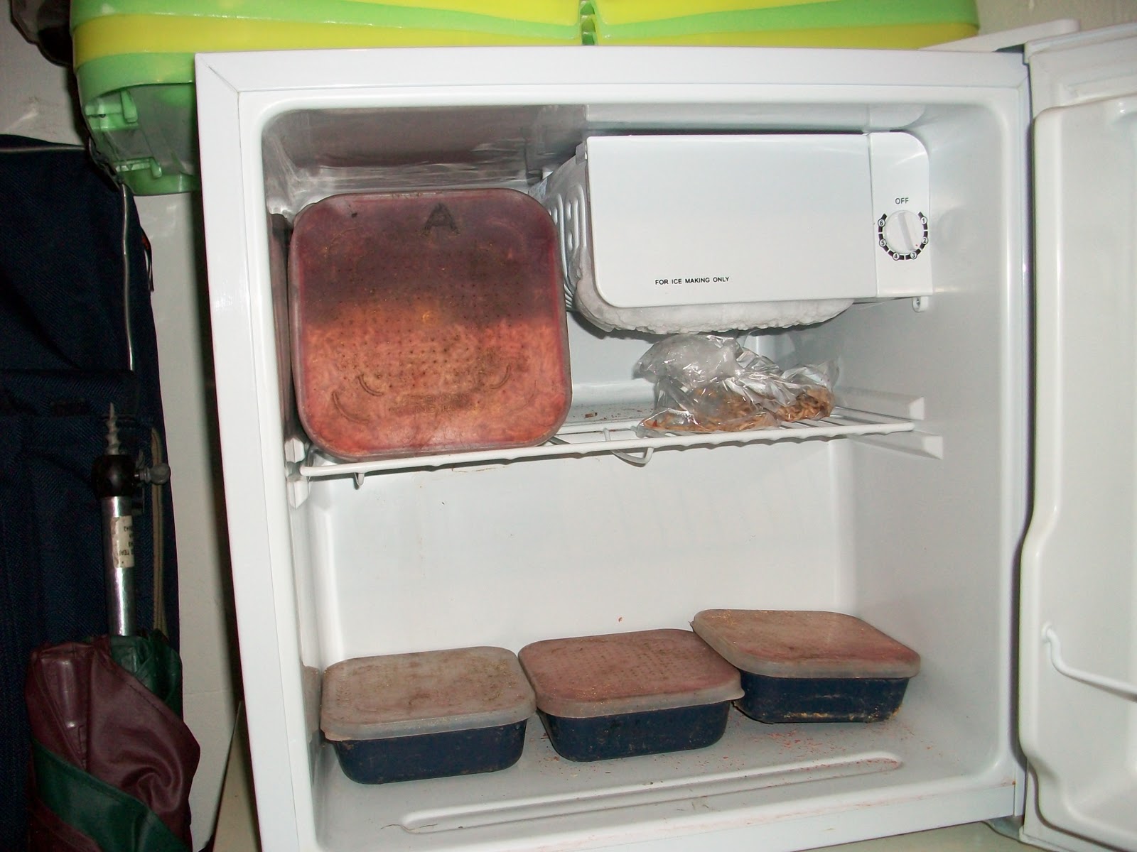 Match Fishing in Europe: FRESH SWEDISH MAGGOT ARRIVED TODAY