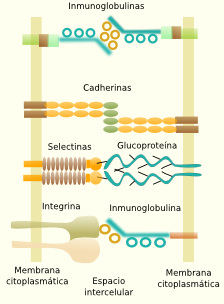Membrana Plasmatica: Proteínas de Unión con la matriz extracelular