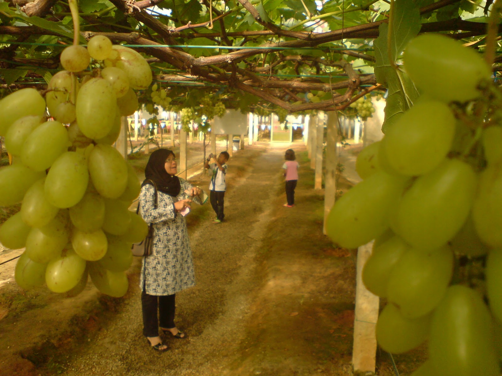 Tasya Amir: Tasya di Ladang Anggur