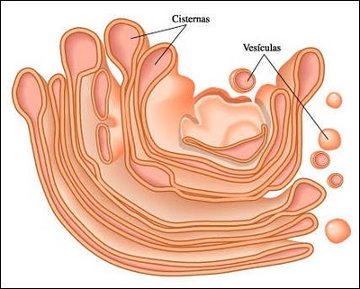 TAVOTIC: BIO RETICULO ENDOPLASMÁTICO LISO