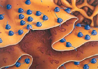 TAVOTIC: BIO RIBOSOMAS