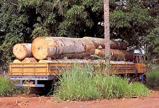 Meio Ambiente: Uma exploração racional da Amazônia