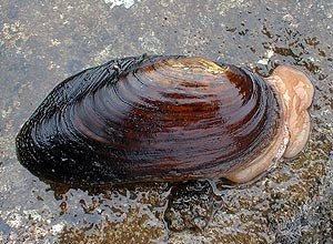 Margaritifera Margaritifera - JungleKey.fr Image