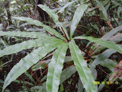 THE FORESTER: NAMA-NAMA SPESIES KUMPULAN MERANTI