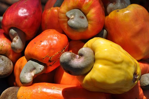 danau kasih: gajus / cashews nut