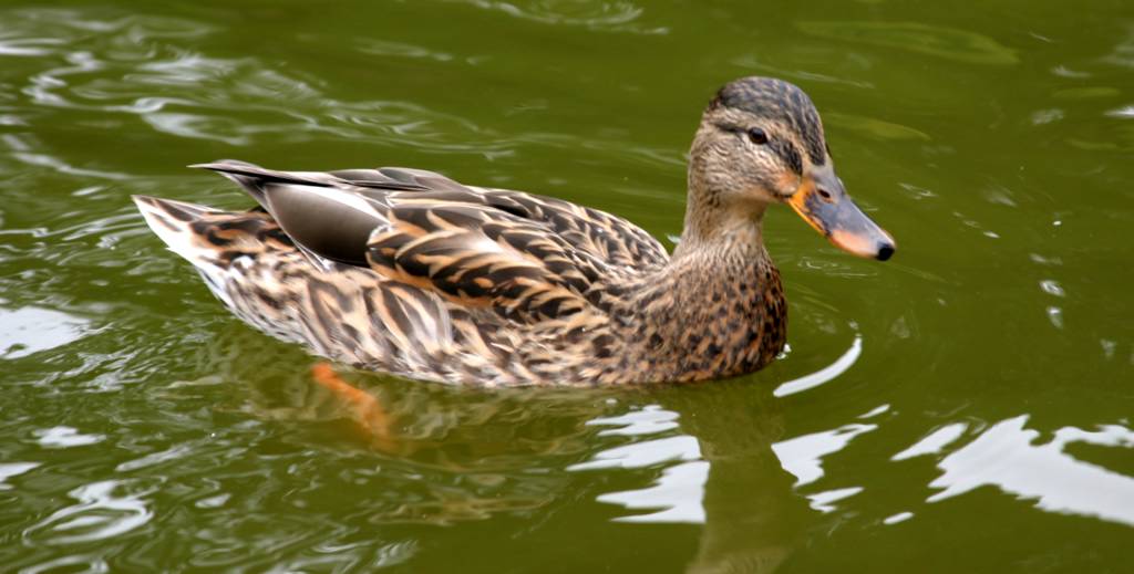 danau kasih: Itik / duck / bebek